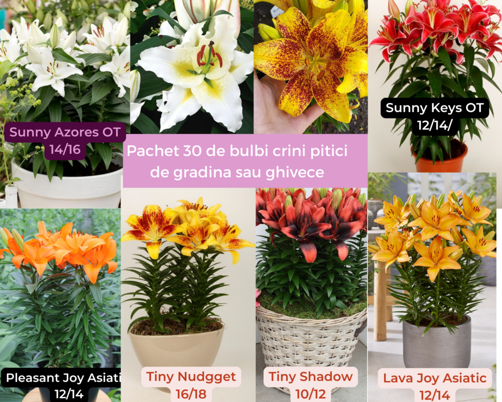 CRINI PITICI Mix - 4 culori - Infloreste
